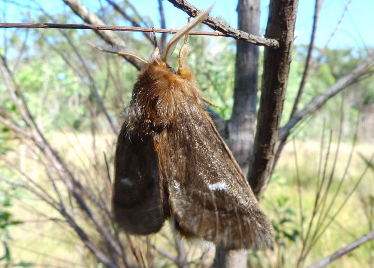 La processionaria | Processionaria